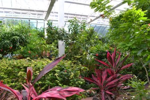 The Beauty of the The Key West Butterfly & Nature Conservatory - I am a ...